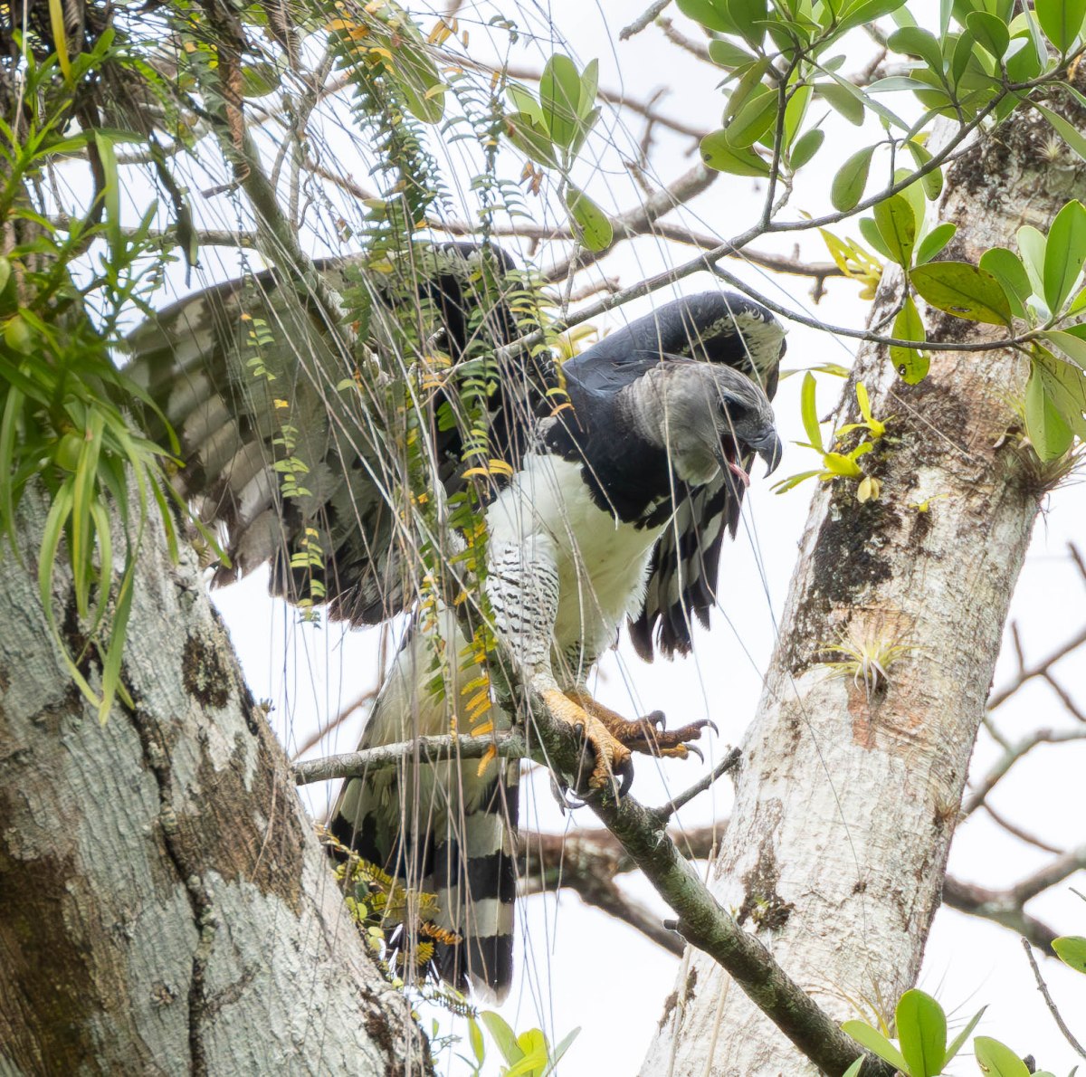 Panama, day 4. Expedition to find the Harpy Eagle – Keith Barrington's ...